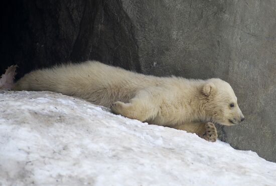 Newborn white bear cubs at Moscow Zoo. | Sputnik Mediabank