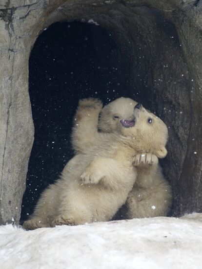 Newborn white bear cubs at Moscow Zoo. | Sputnik Mediabank