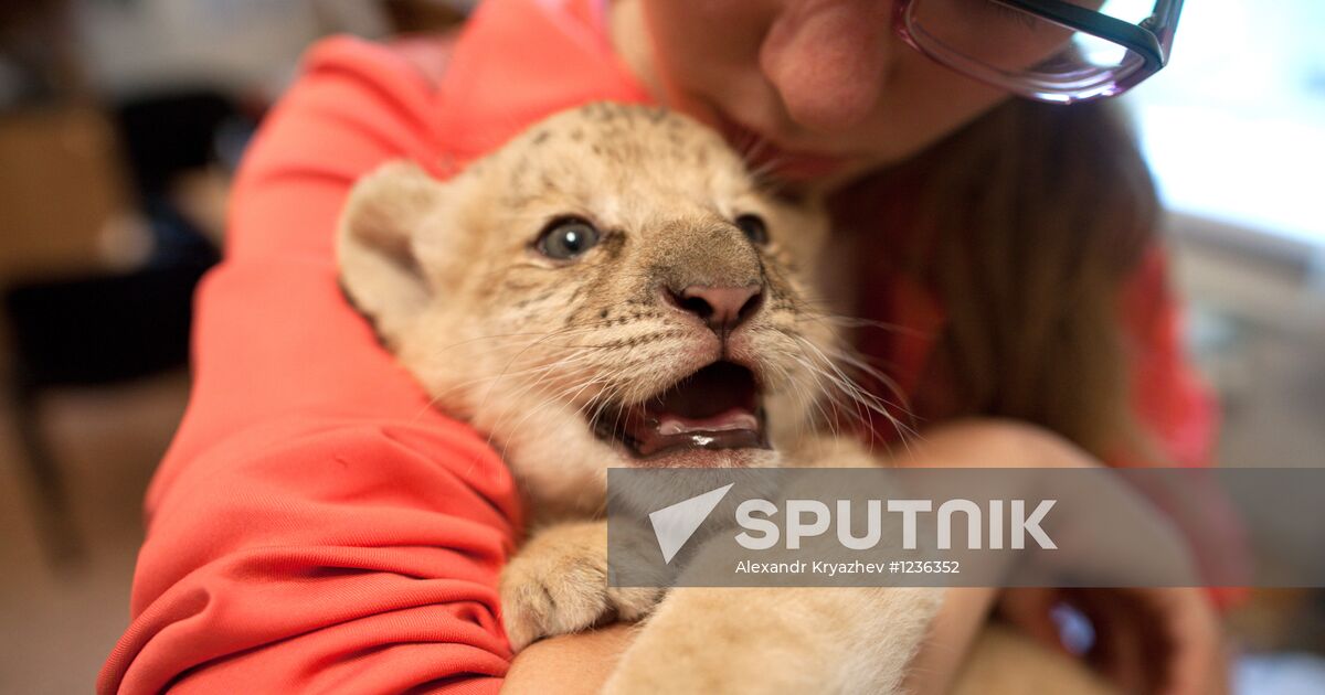 A hybrid cross between ligress and lion born in Novosibirsk Zoo | Sputnik Mediabank