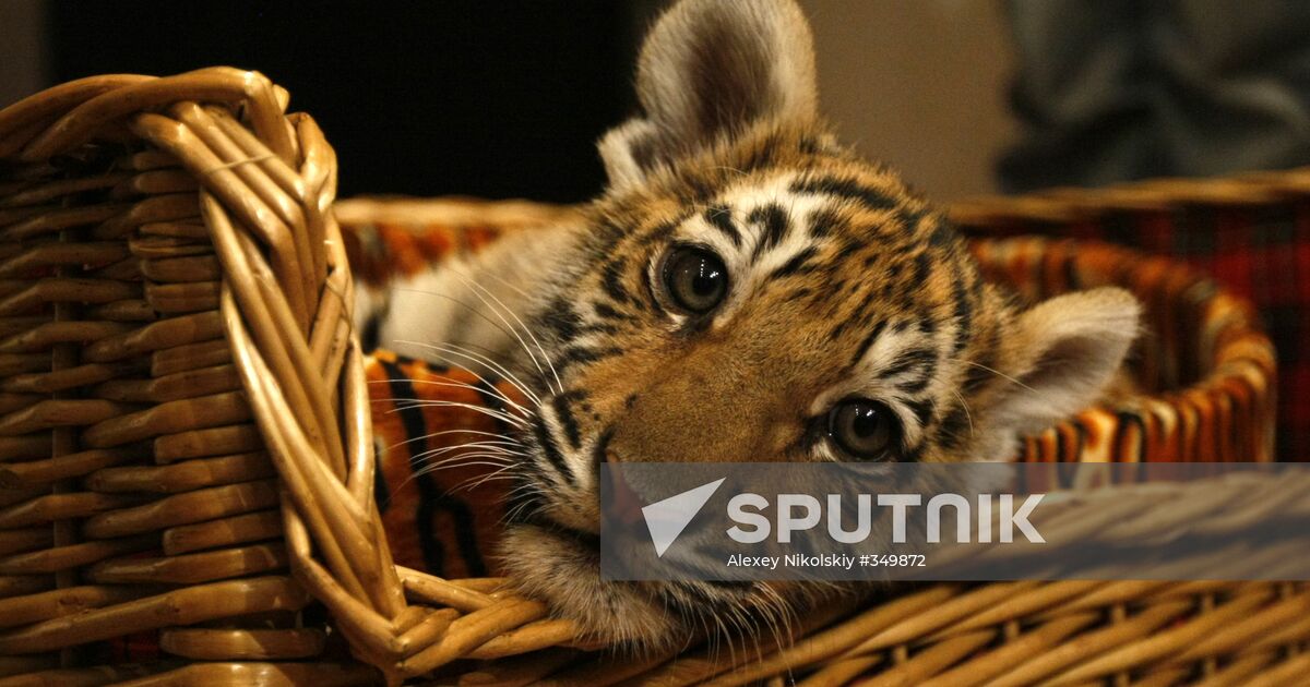 Vladimir Putin presented tiger cub to journalists | Sputnik Mediabank