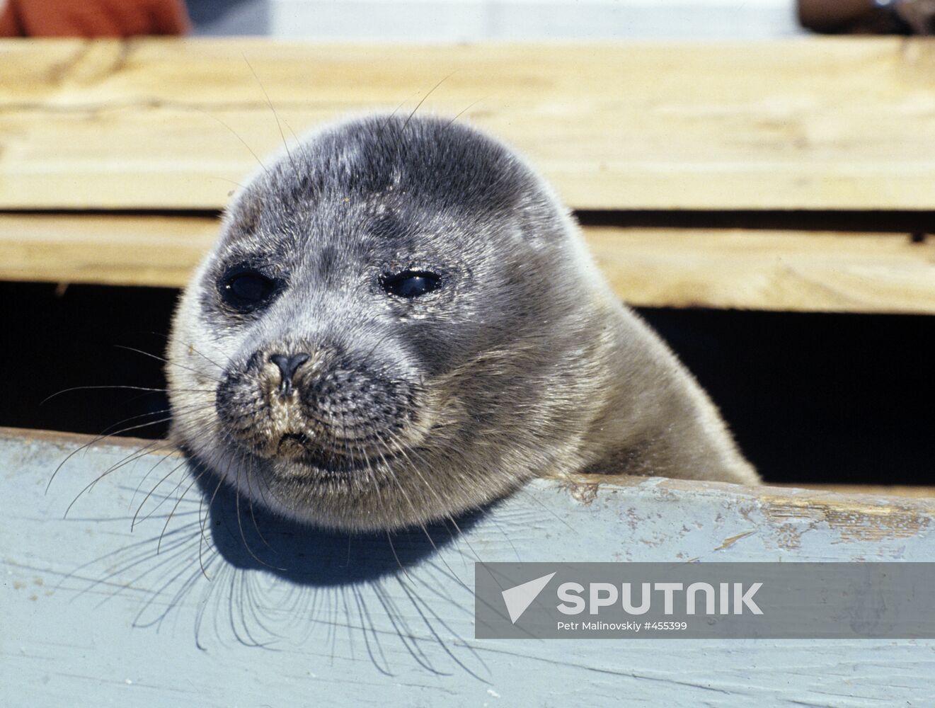Ringed seal | Sputnik Mediabank