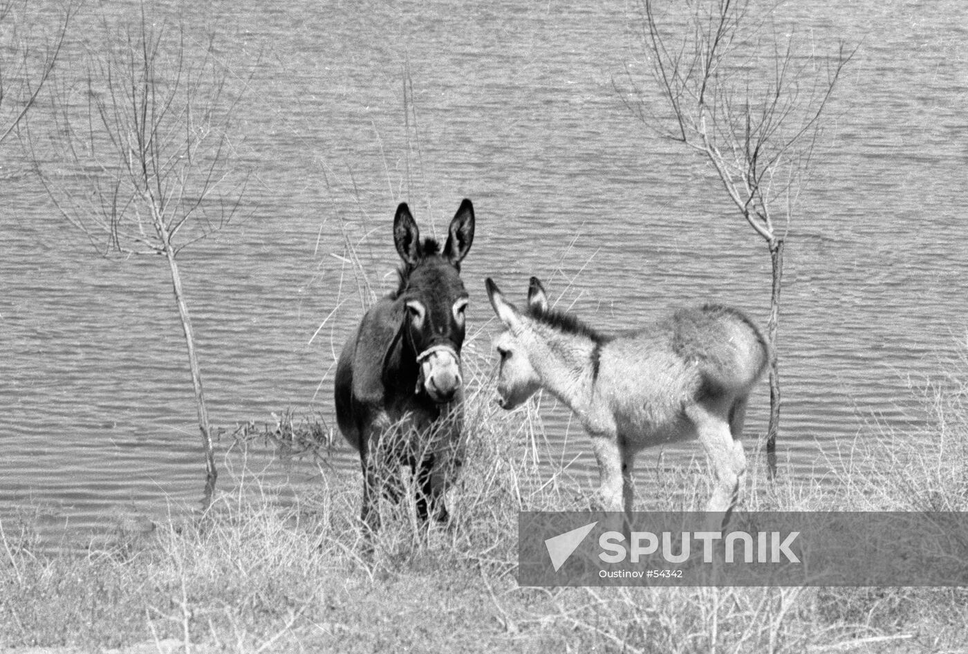 UZBEKISTAN ARYK DONKEYS | Sputnik Mediabank