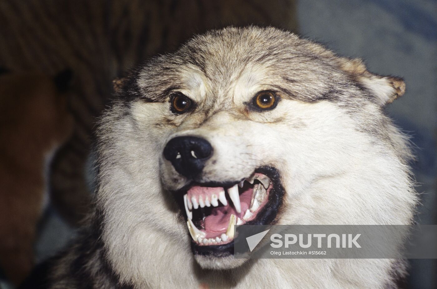 Stuffed wolf | Sputnik Mediabank
