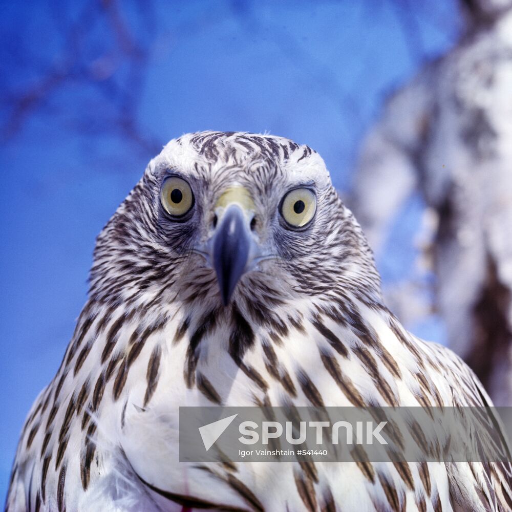 A hawk | Sputnik Mediabank