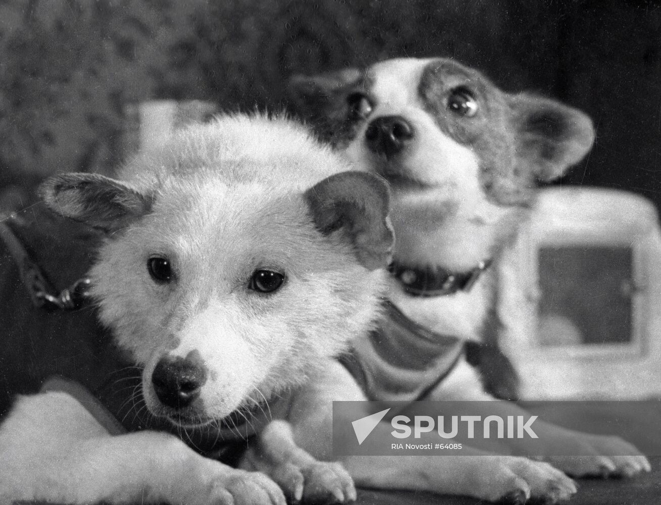 DOGS BELKA STRELKA SPACE | Sputnik Mediabank DOGS BELKA STRELKA SPACE | Sputnik Mediabank