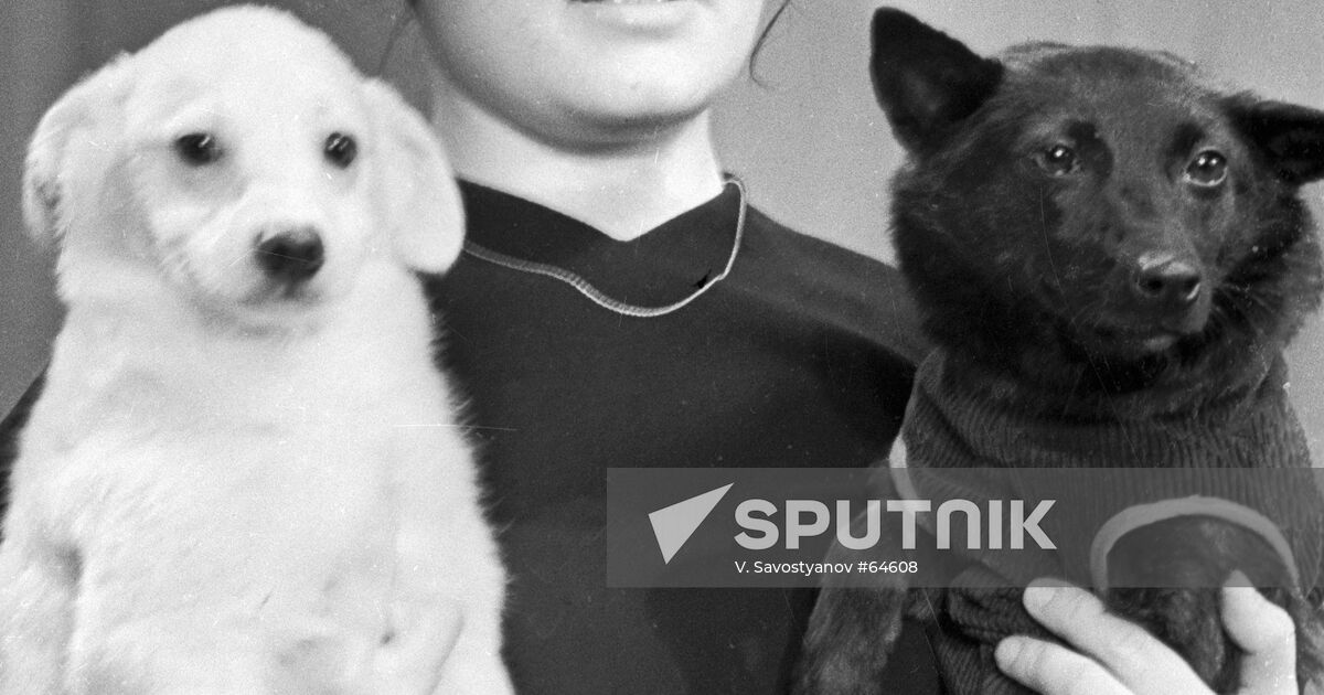 DOGS SPACE | Sputnik Mediabank