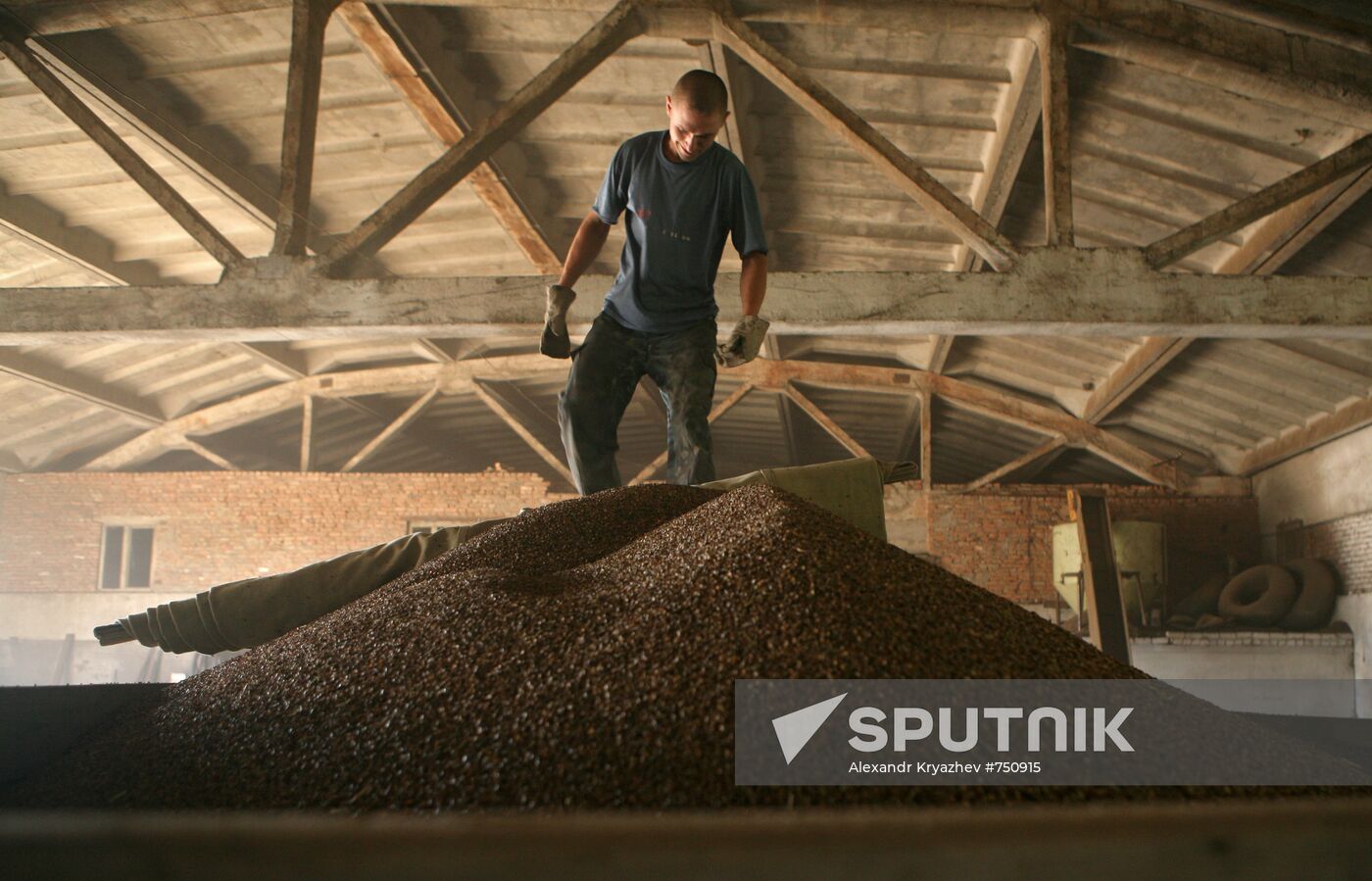 Buckwheat harvest in Altai Territory | Sputnik Mediabank
