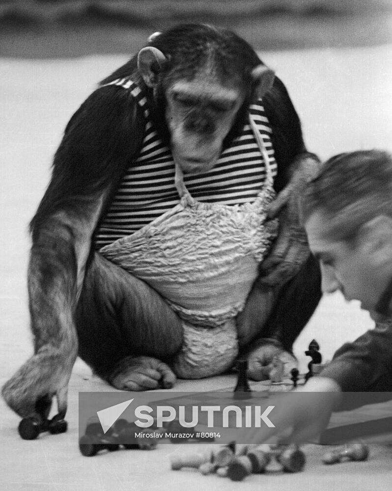 STEPAN ISAAKYAN CHIMPANZEE CHESS GAME | Sputnik Mediabank