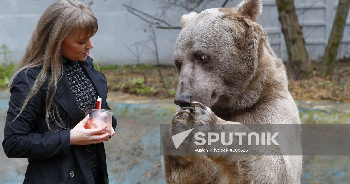 Stepan the Bear in Losiny Ostrov Park | Sputnik Mediabank
