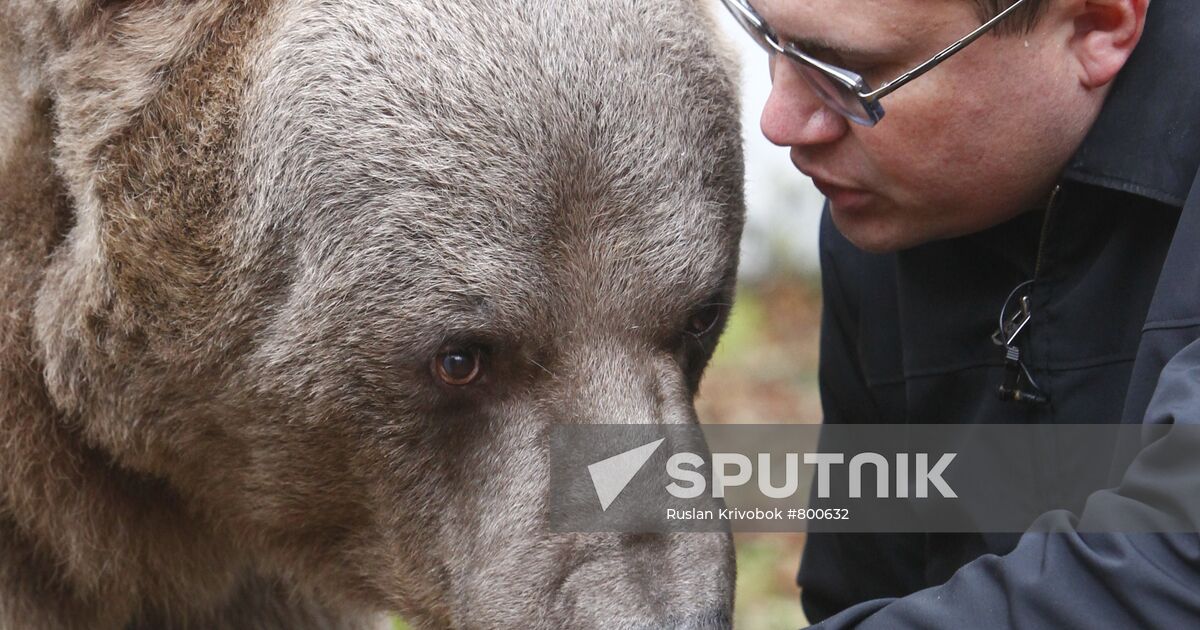 Stepan the Bear in Losiny Ostrov Park | Sputnik Mediabank