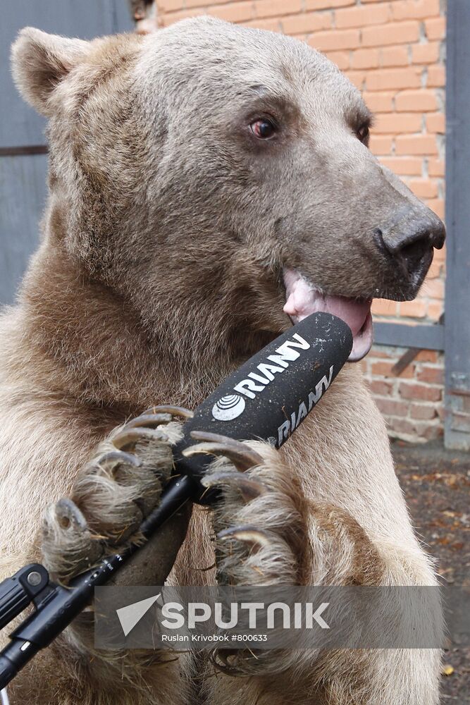 Stepan the Bear in Losiny Ostrov Park | Sputnik Mediabank