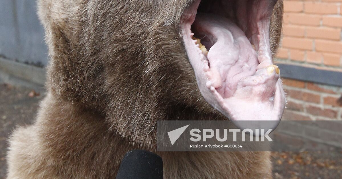 Stepan the Bear in Losiny Ostrov Park | Sputnik Mediabank