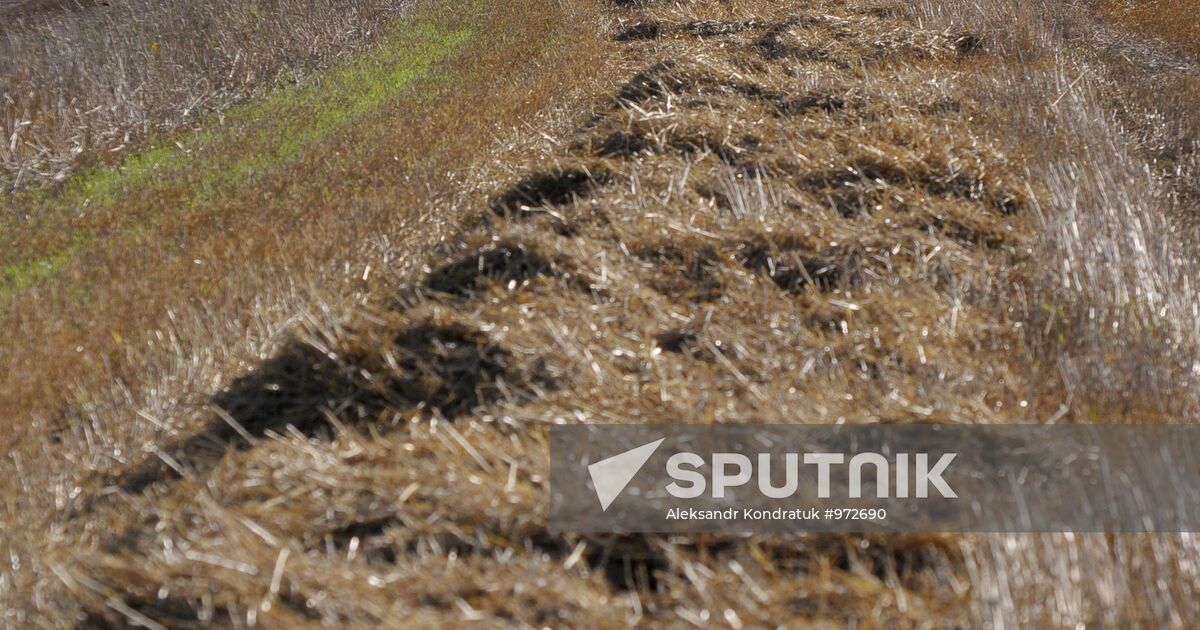 Work at Peter and Paul grain complex | Sputnik Mediabank
