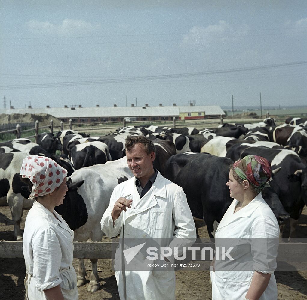 Lenin Collective Farm in the Moscow region | Sputnik Mediabank