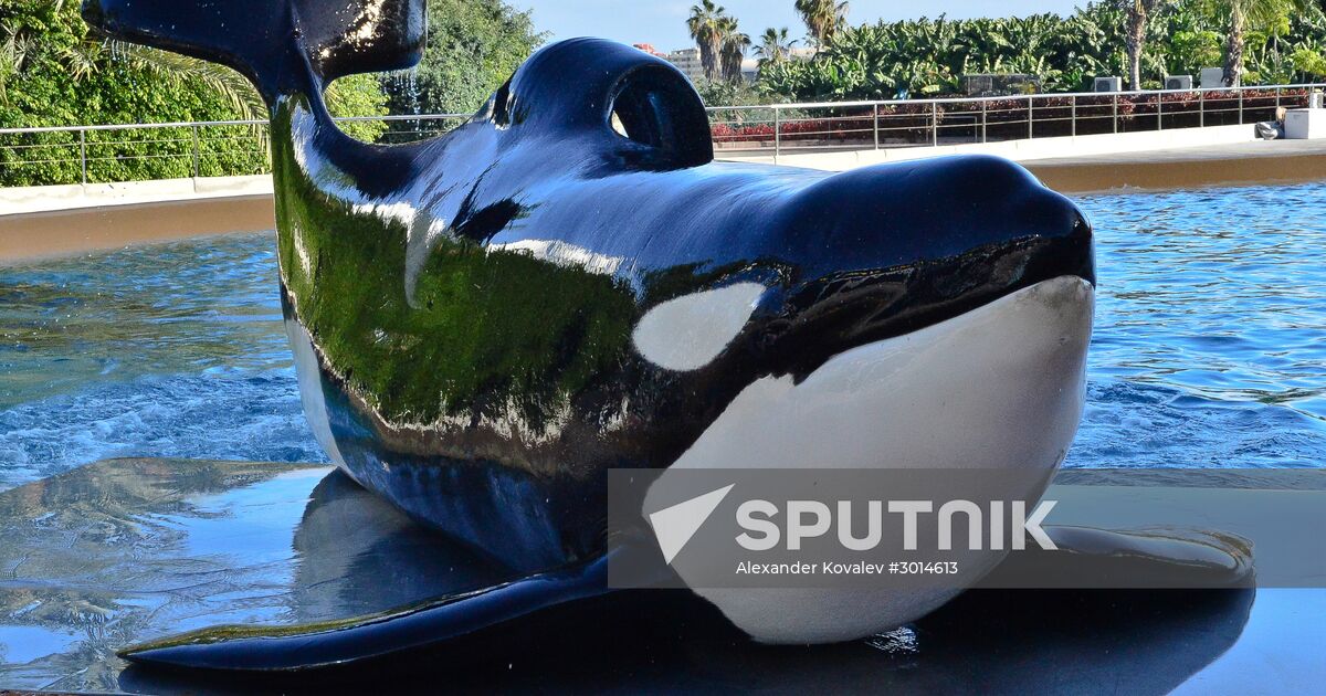 An orca/killer whale show in Tenerife Island, Spain | Sputnik Mediabank