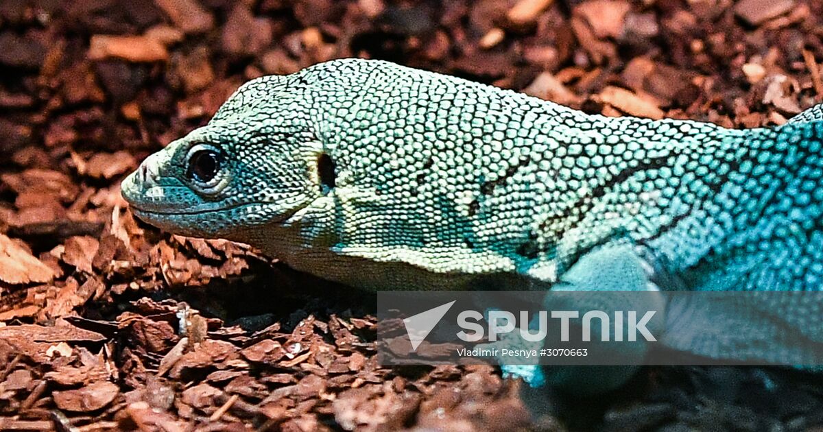 Rare reptiles at the Moscow Zoo | Sputnik Mediabank