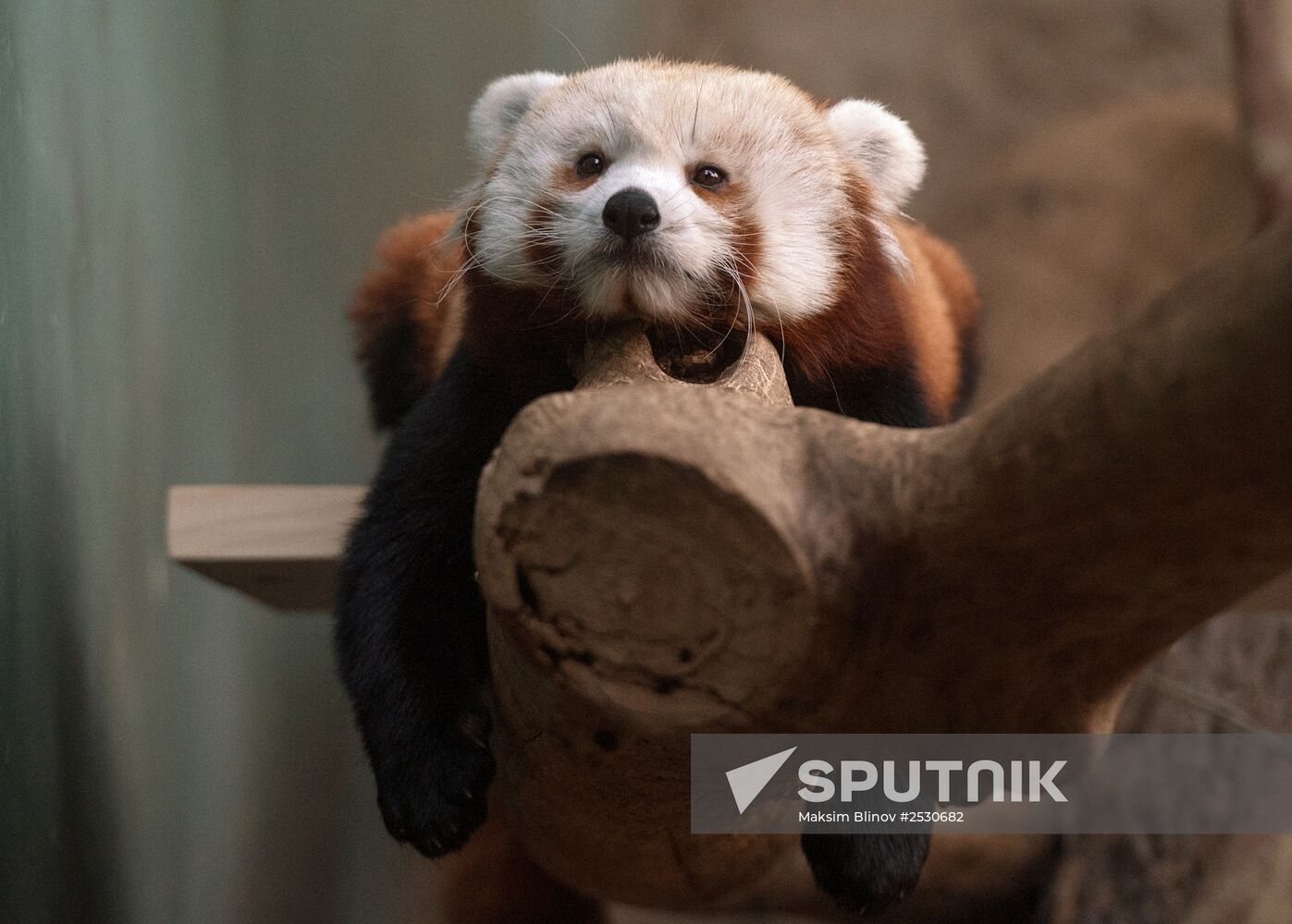 Female red panda arrives in Moscow zoo | Sputnik Mediabank