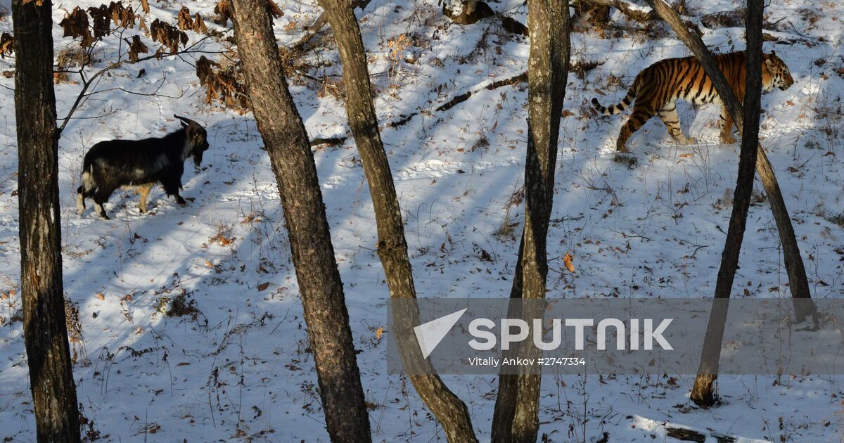 Siberian tiger bonds with goat in Primorye Safari Park | Sputnik Mediabank