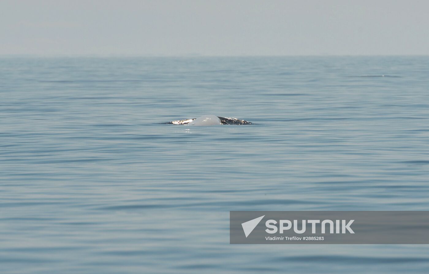 White Sea marine ecosystem monitoring in Onega Bay | Sputnik Mediabank
