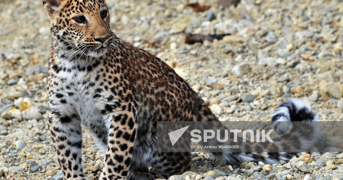 Shepherd dog adopts leopard cub at Sadgorod Zoo outside Vladivostok ...
