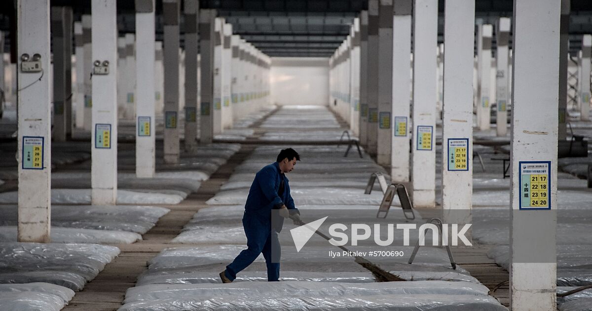 China Yanghe Distillery | Sputnik Mediabank