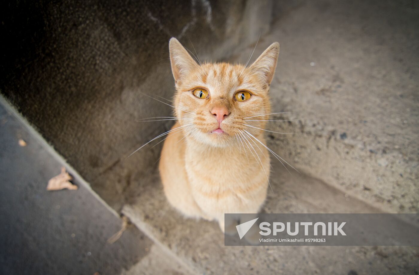 Georgia Cats | Sputnik Mediabank