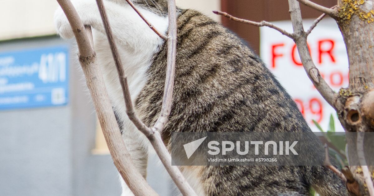 Georgia Cats | Sputnik Mediabank