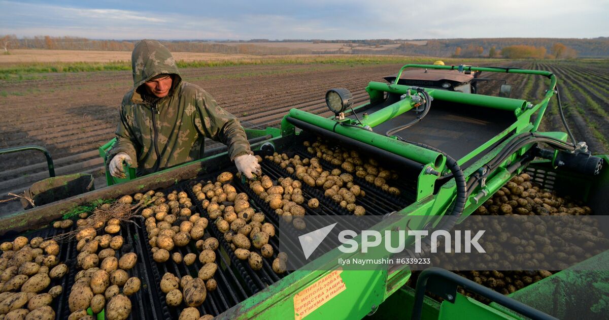 Russia Potatoes Harvest | Sputnik Mediabank