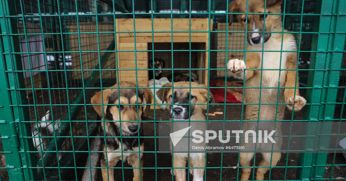 Russia Homeless Animals' Shelter | Sputnik Mediabank