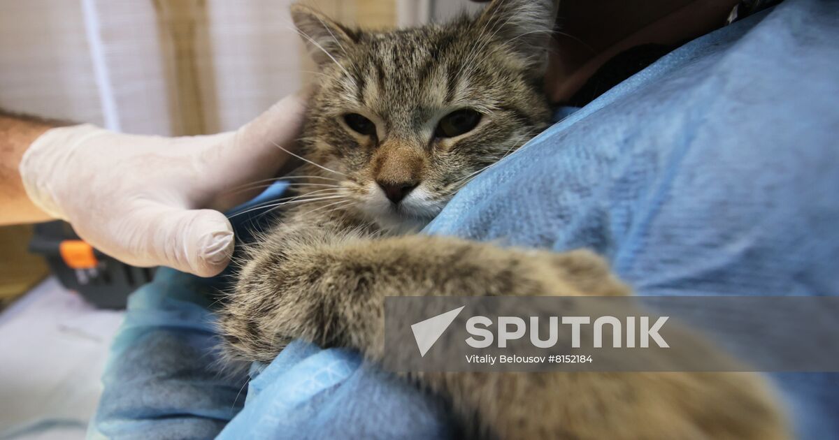 Russia Pet Shelter | Sputnik Mediabank