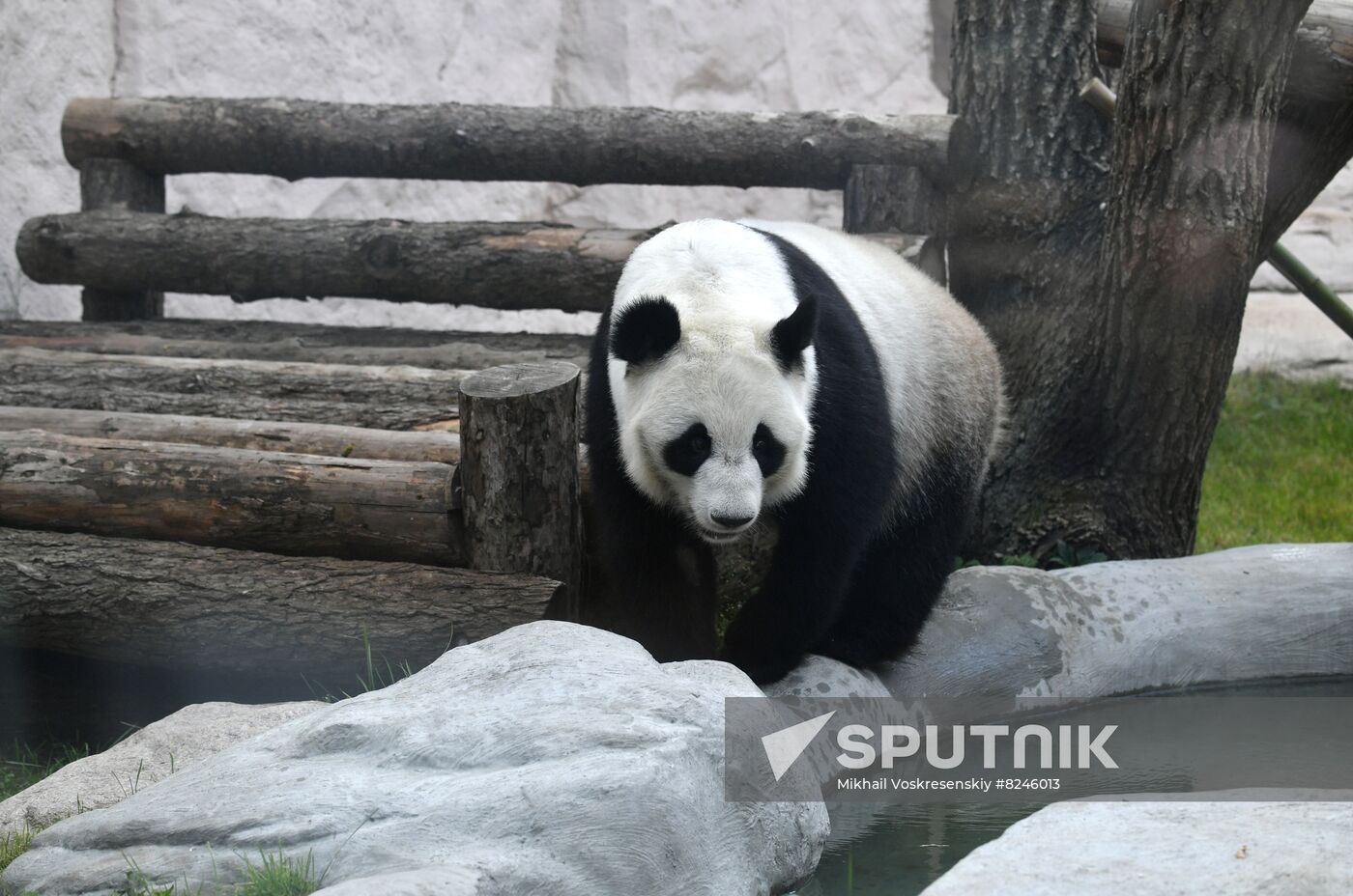 Russia Zoo Pandas | Sputnik Mediabank