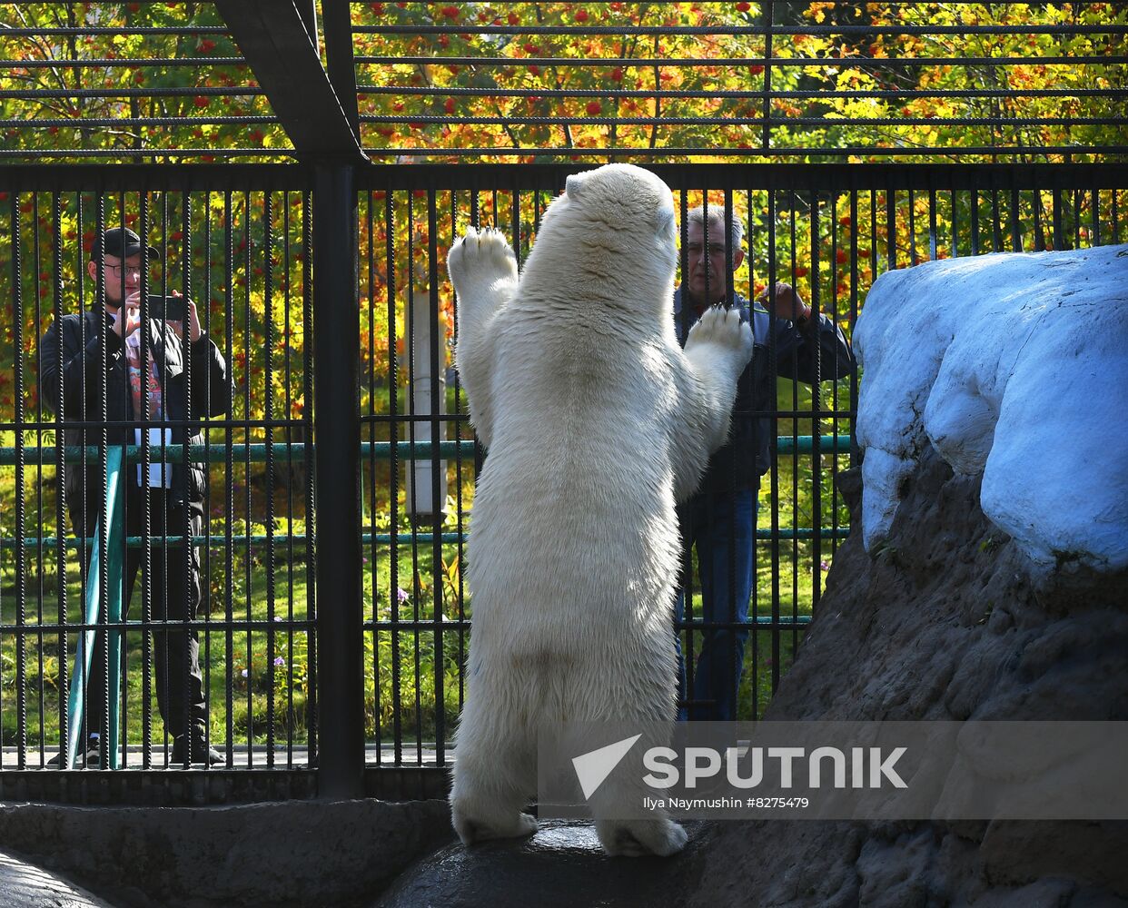 Russia Zoo Polar Bear | Sputnik Mediabank