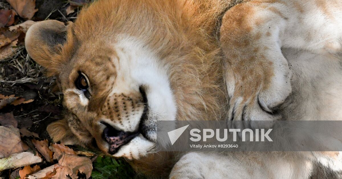 Russia Zoo Liliger | Sputnik Mediabank