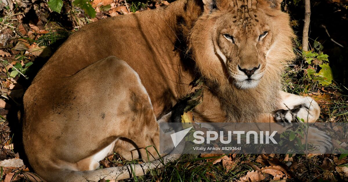 Russia Zoo Liliger | Sputnik Mediabank