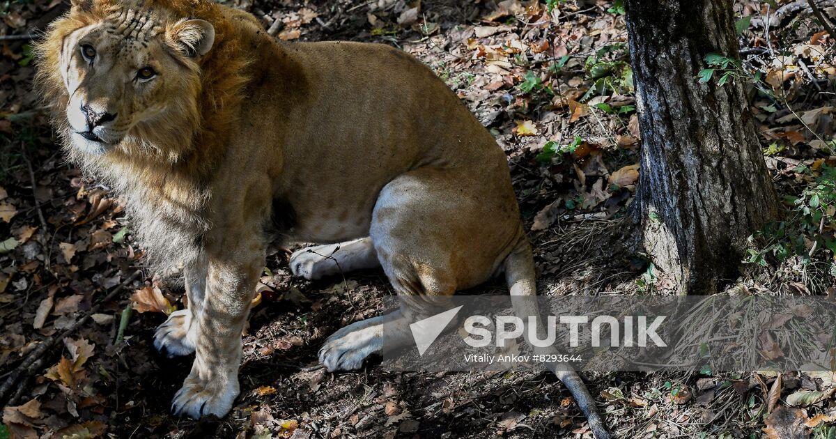 Russia Zoo Liliger | Sputnik Mediabank