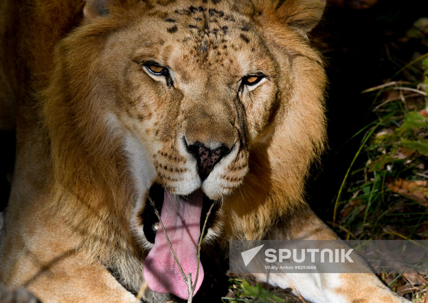 Russia Zoo Liliger | Sputnik Mediabank