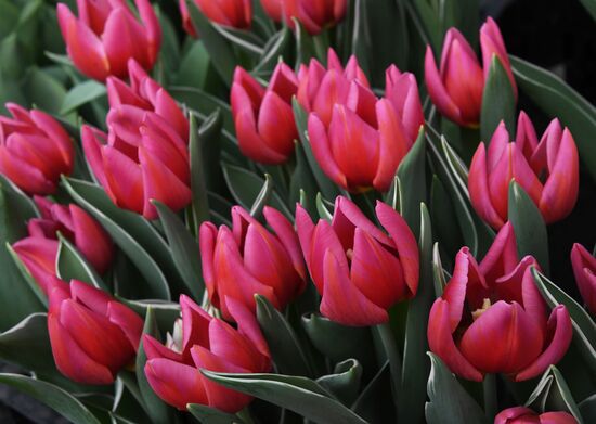 Russia Women's Day Preparations | Sputnik Mediabank