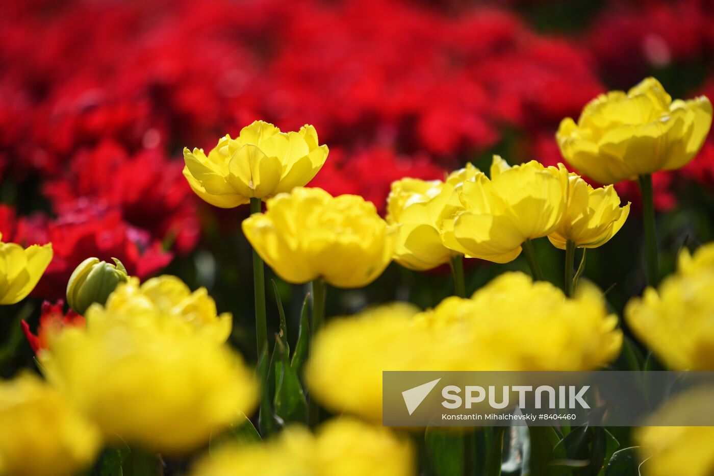 Russia Environment Tulips Exhibition | Sputnik Mediabank
