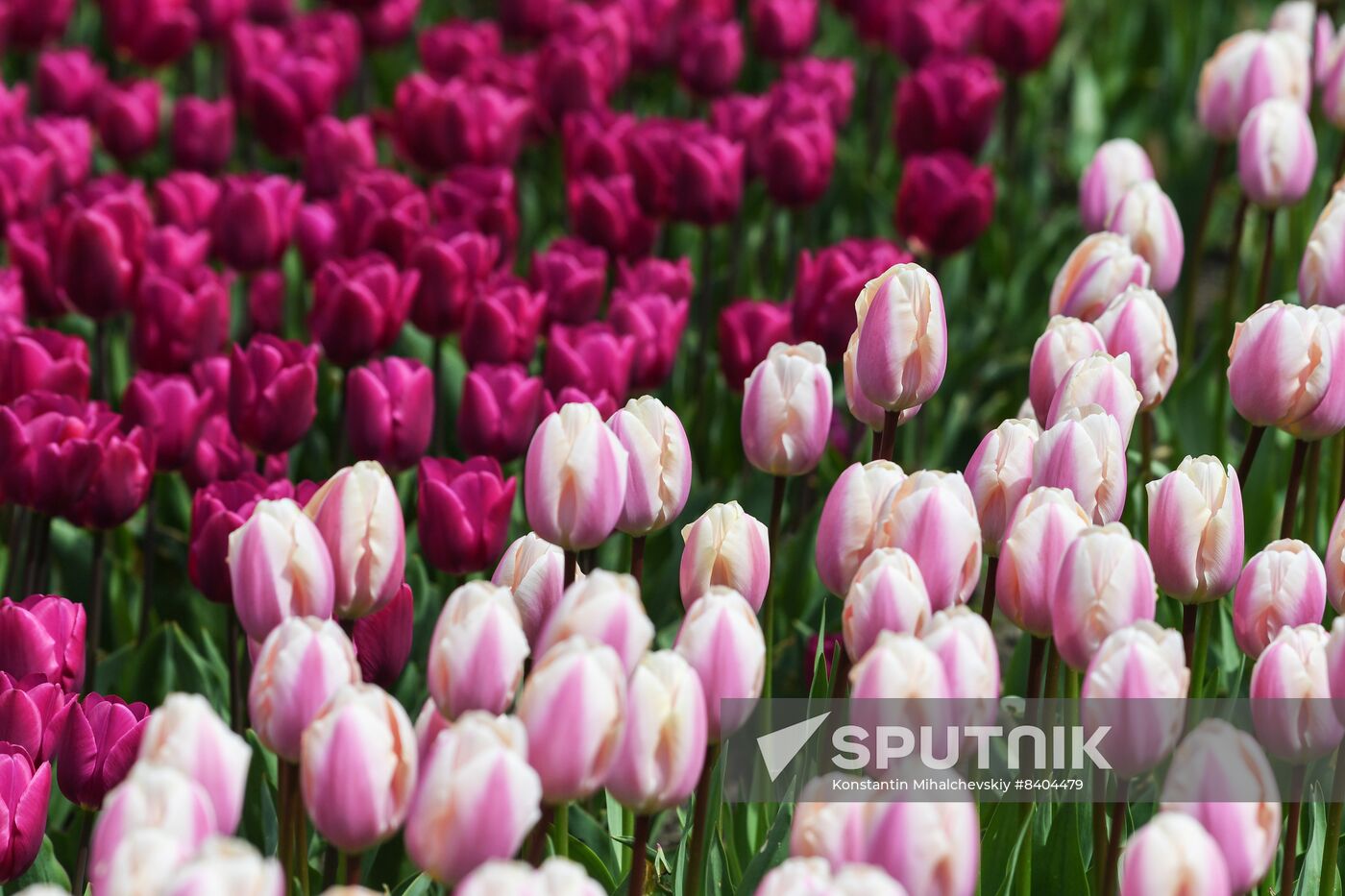 Russia Environment Tulips Exhibition | Sputnik Mediabank