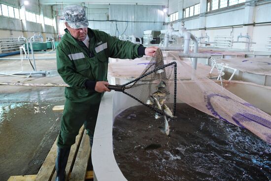 Russia Fishing Industry | Sputnik Mediabank