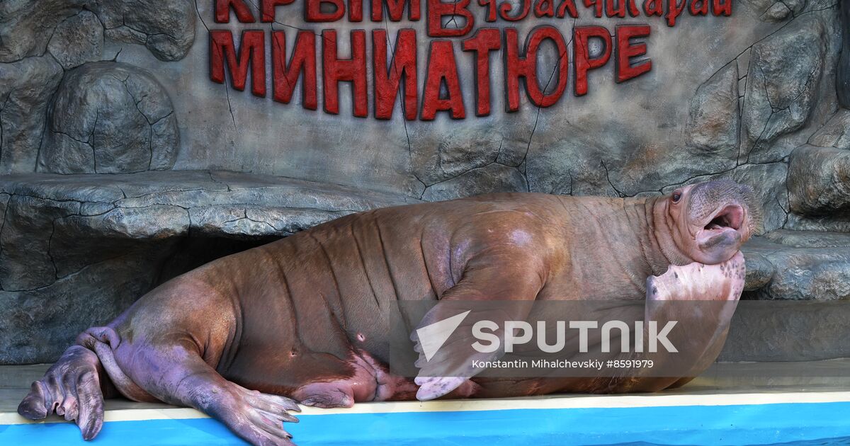 Russia Zoo Walrus | Sputnik Mediabank