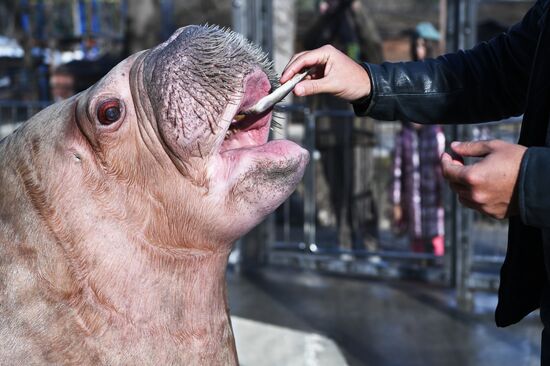 Russia Zoo Walrus | Sputnik Mediabank