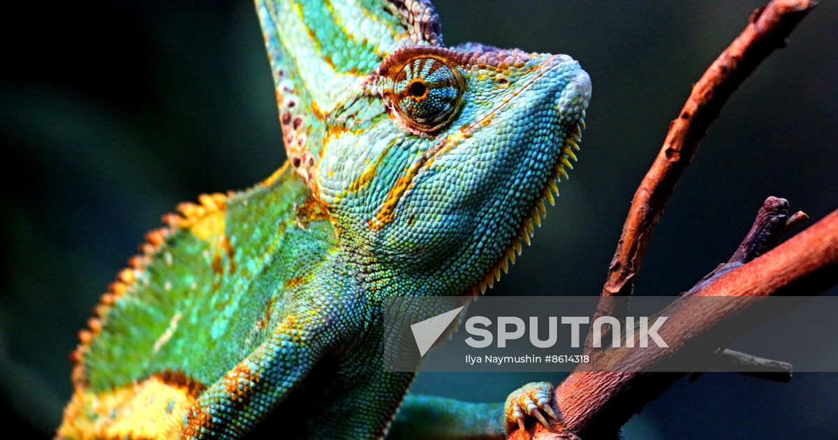 Russia Zoo Reptiles | Sputnik Mediabank