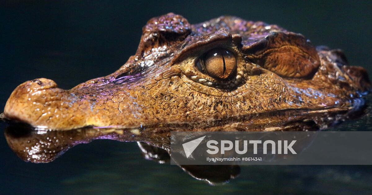 Russia Zoo Reptiles | Sputnik Mediabank