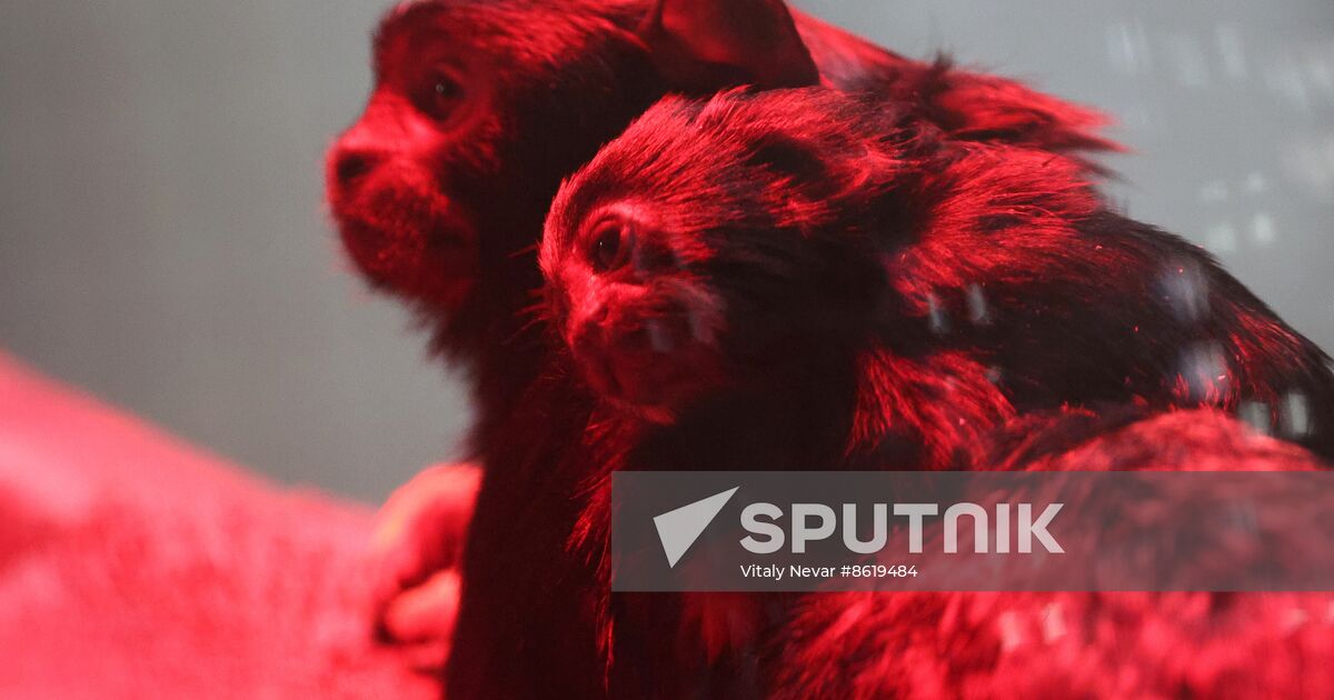 Russia Zoo Tamarin Monkey Infant | Sputnik Mediabank