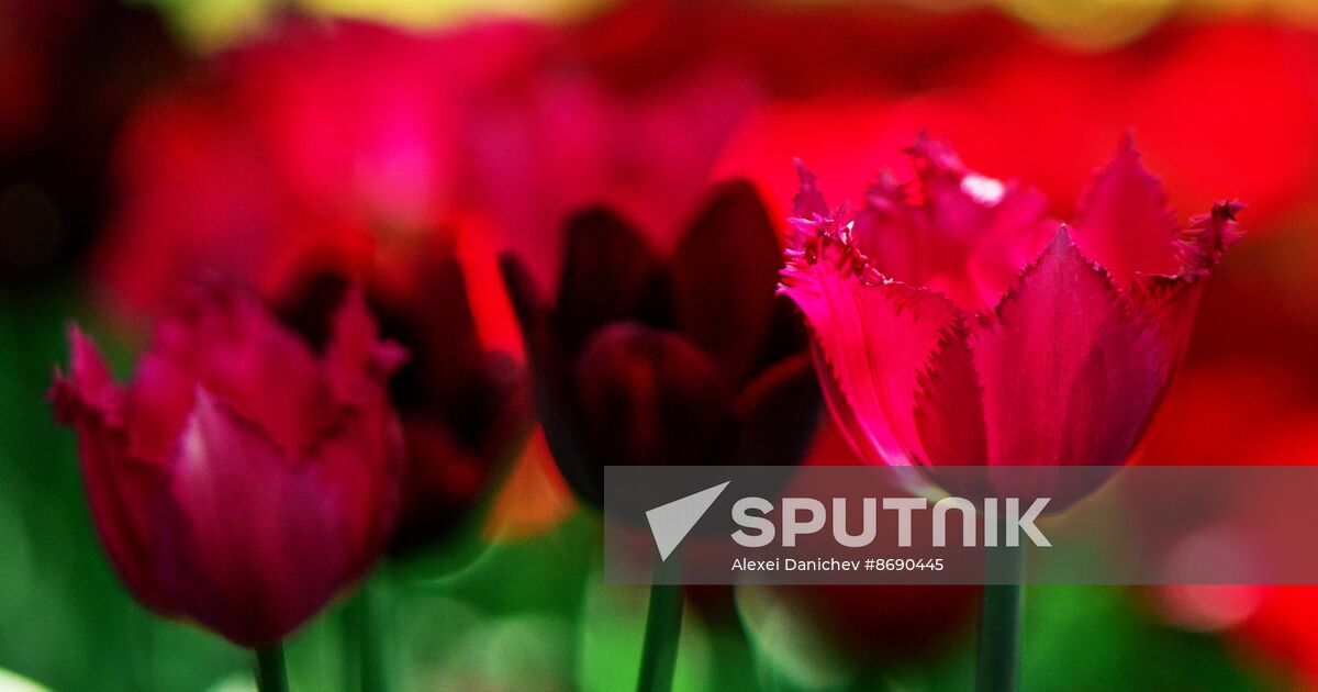 Russia Environment Tulips Festival | Sputnik Mediabank