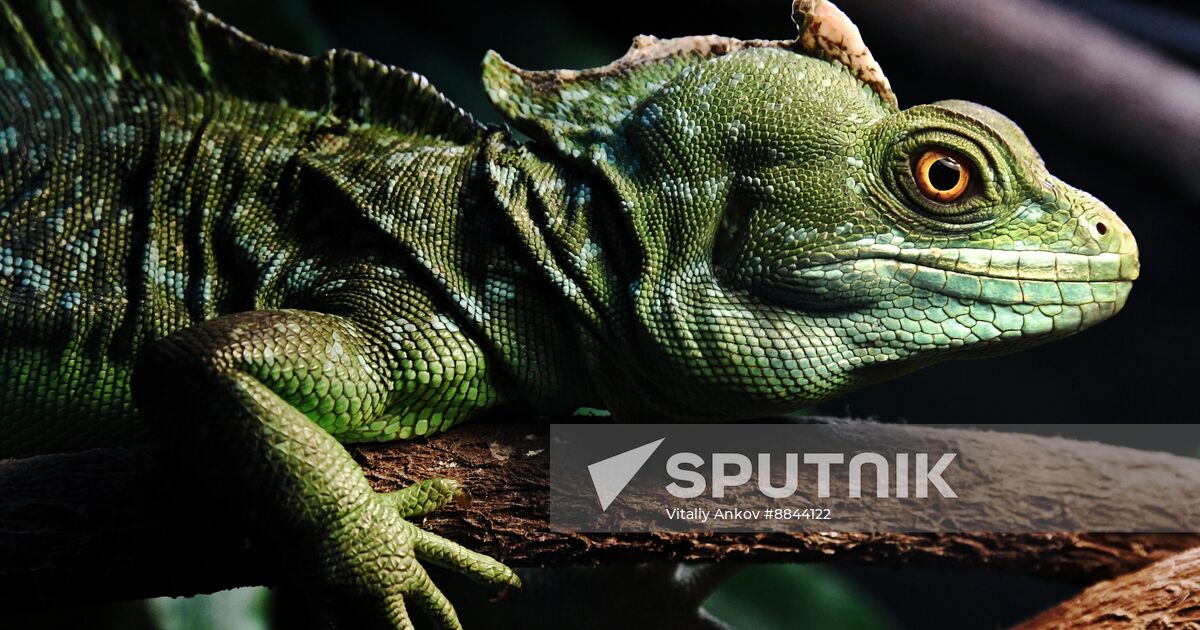 Russia Zoo Reptiles | Sputnik Mediabank